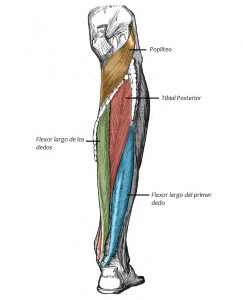La Periostitis tibial y los corredores | Iván Fisioterapia Zaragoza